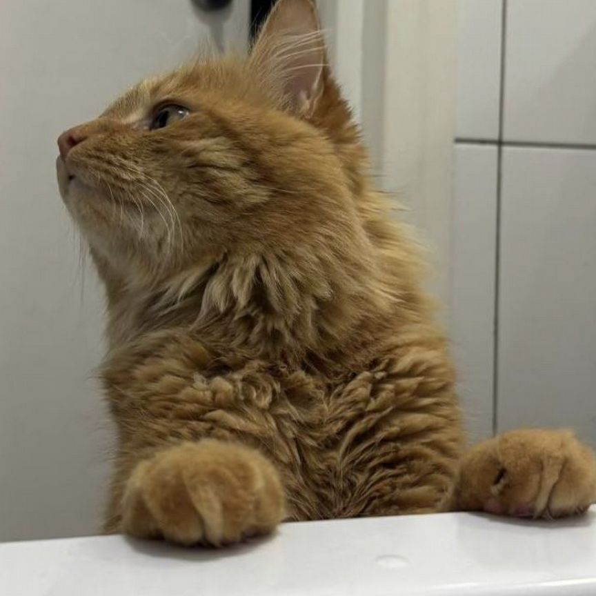 Мейн-кун, взрослый кот