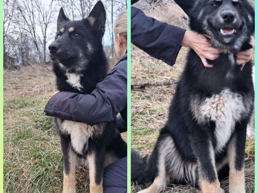 Двое чудесных пёселей ищут дом