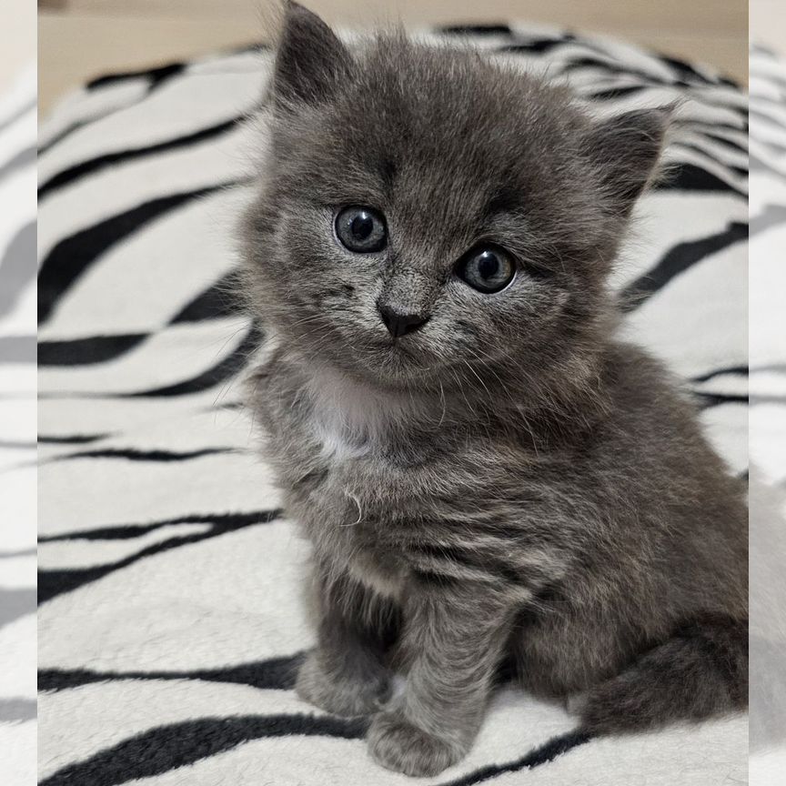 Котенок девочка