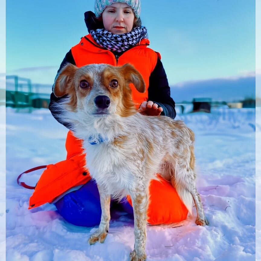 Взрослая собака в добрые руки