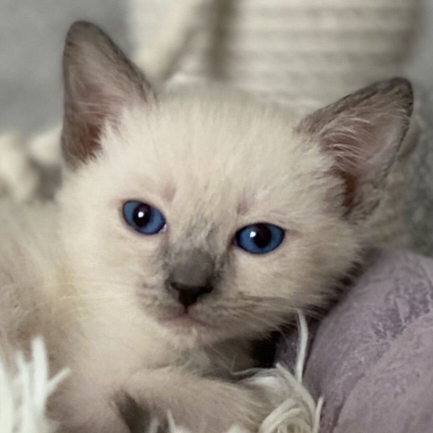 Тайские котята