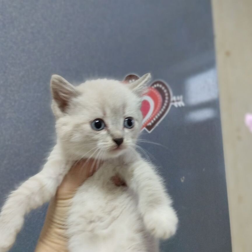 Плюшевые котята