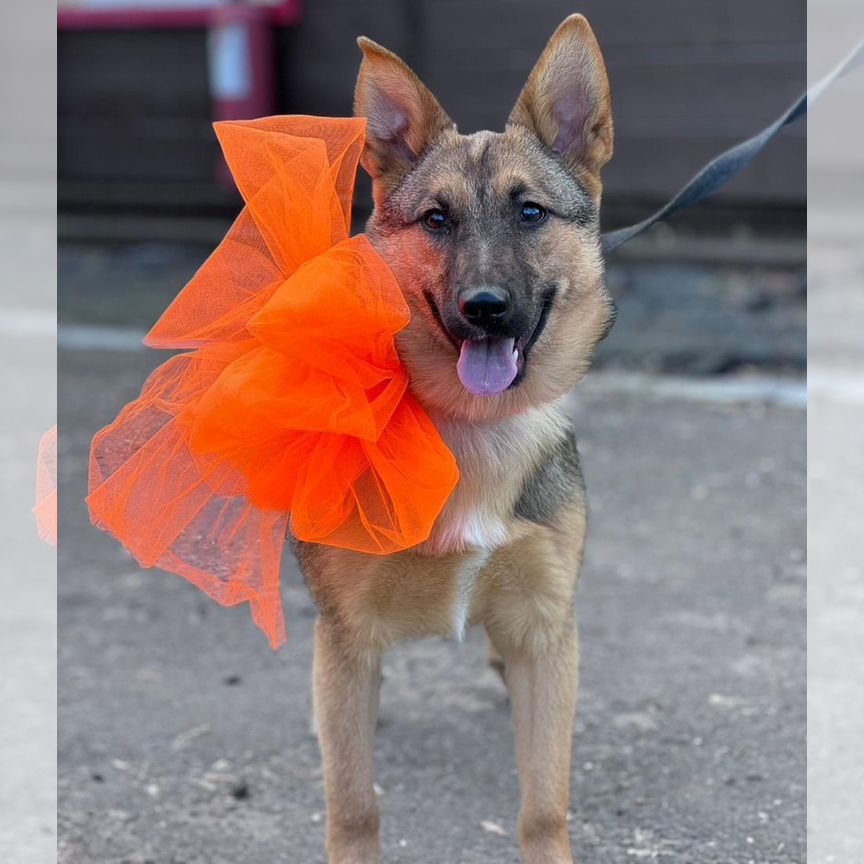 Щенуля Весна мечтает уехать из приюта