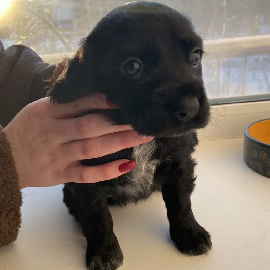 Русский охотничий спаниель, щенок