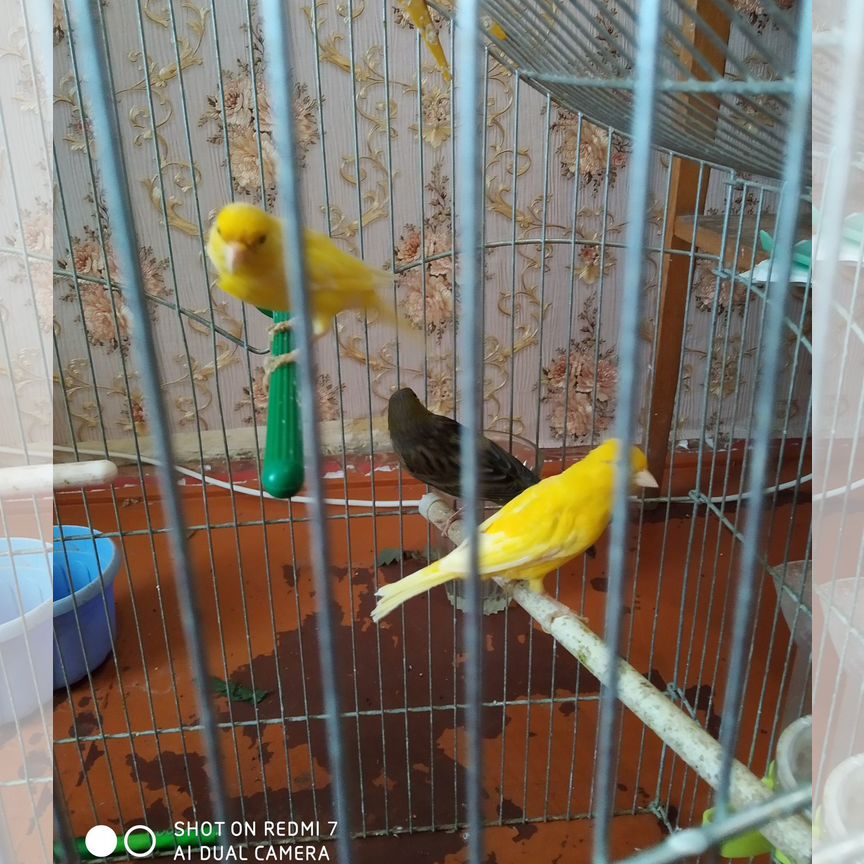 Певчие птицы