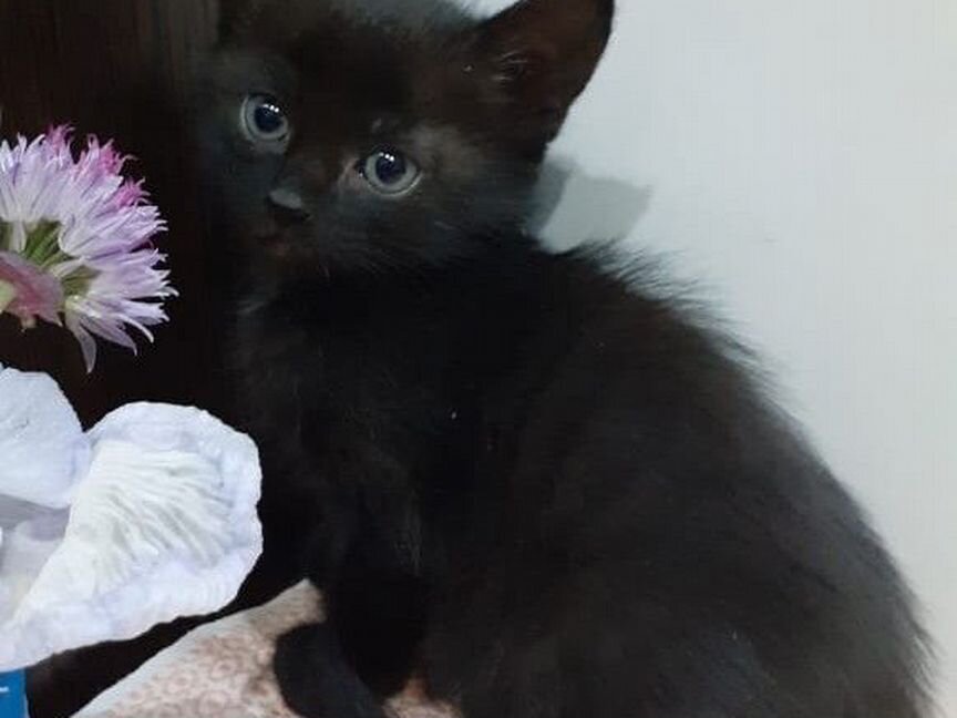 Котенок в добрые руки