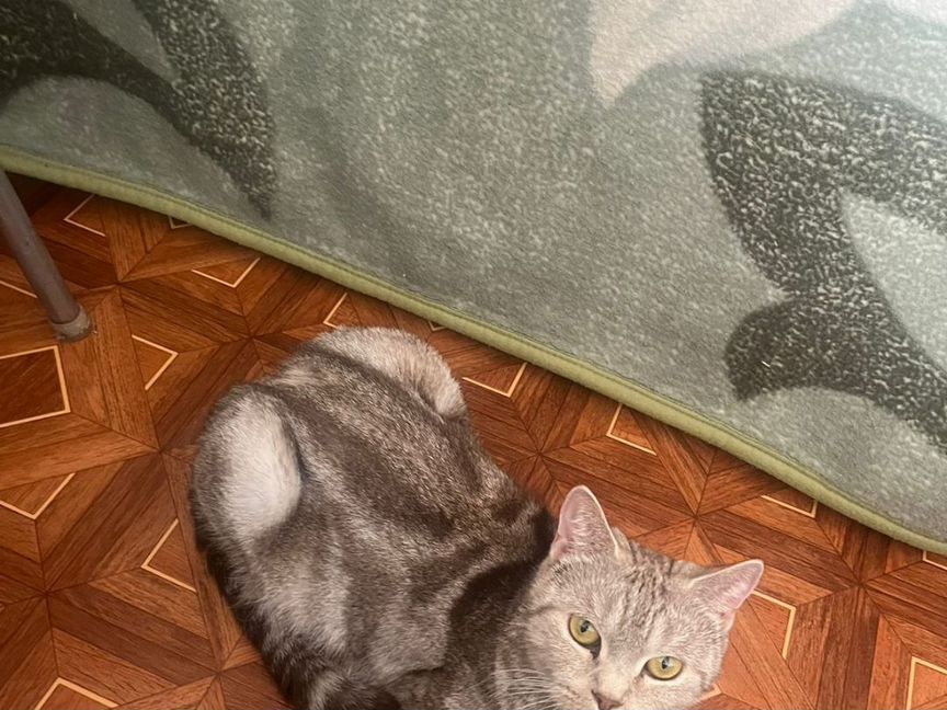 Британские кошки и котёнок найдитесь новые хозяева