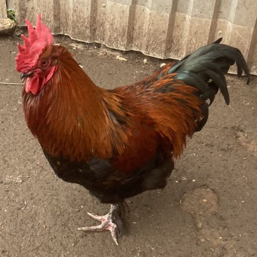 Петух маран черно медный