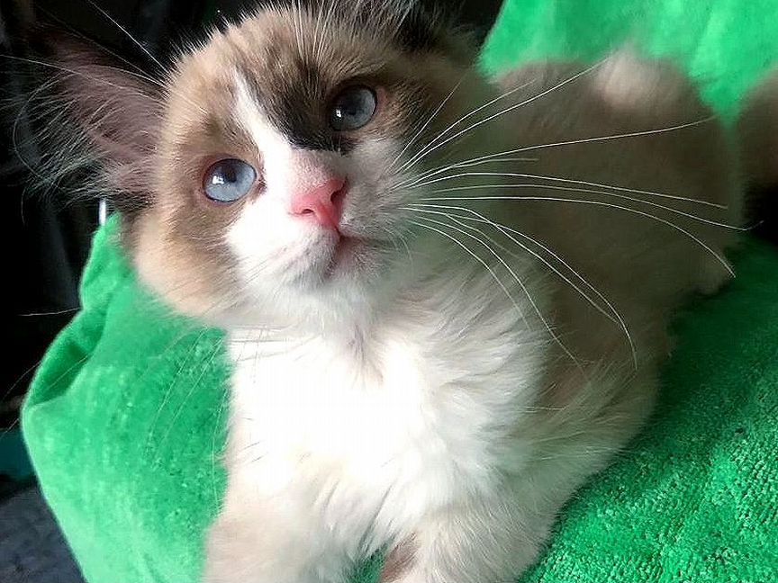 Рэгдолл с документами