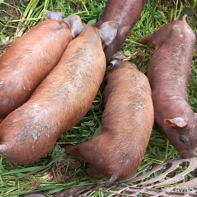 Поросята породы дюрок