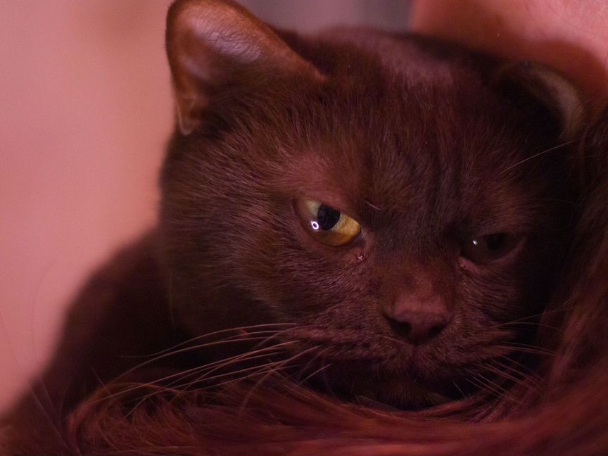Кошка Шива ищет дом
