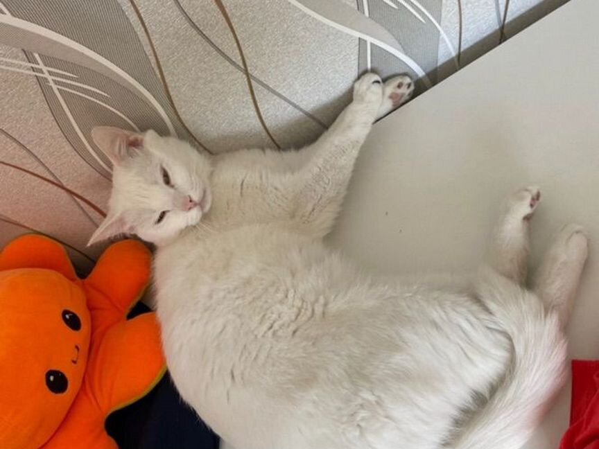 Кот и кошка