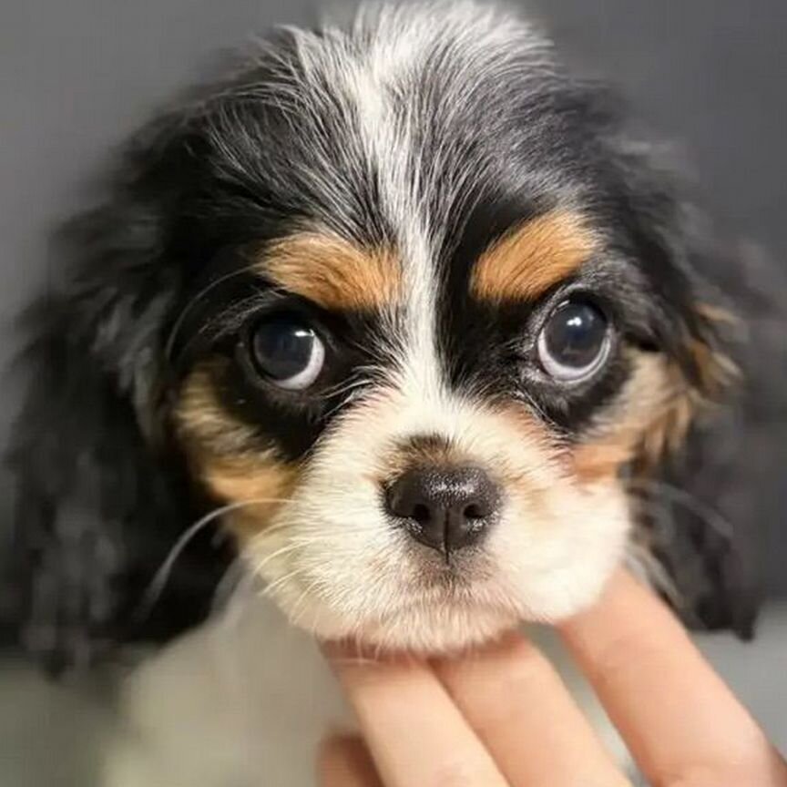 Кавалер кинг-чарльз-спаниель, щенок