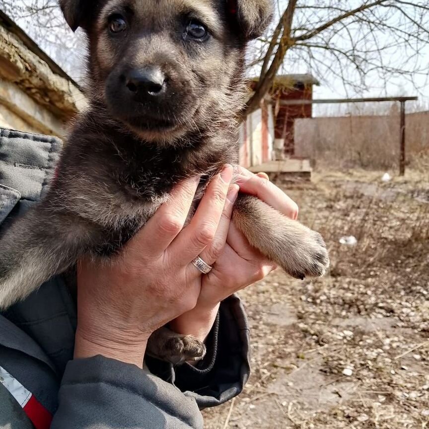 Собака в добрые руки