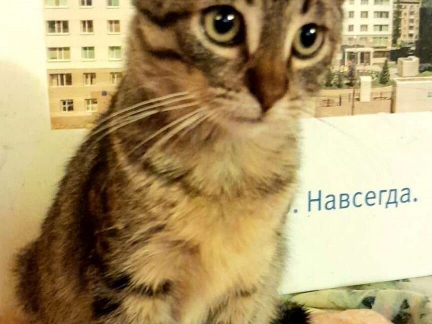 Котенок-девочка-нужен дом