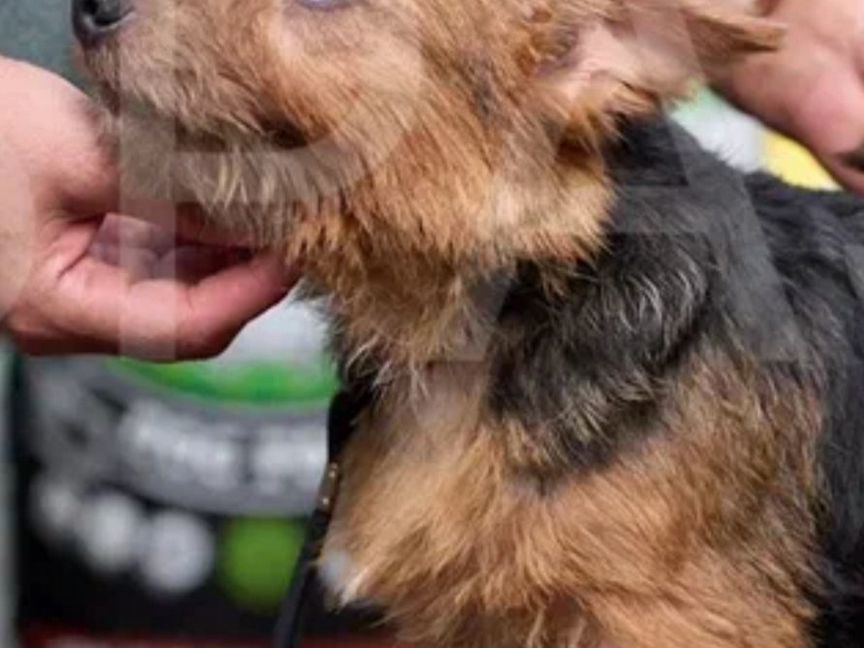 Сука норвич