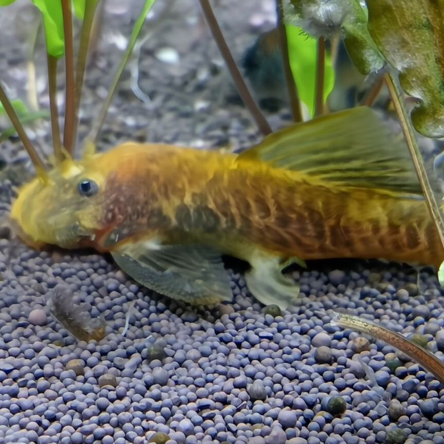 Сом анциструс