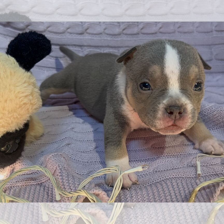 Американский булли, щенок