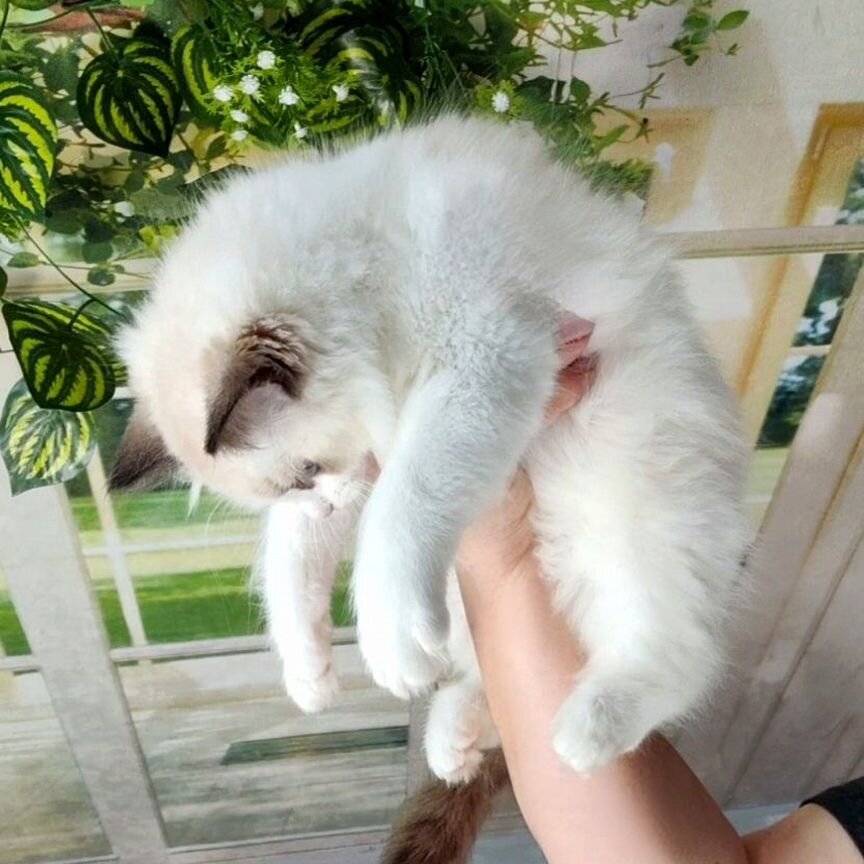 КотятаРэгдолл, синеглазые малыши
