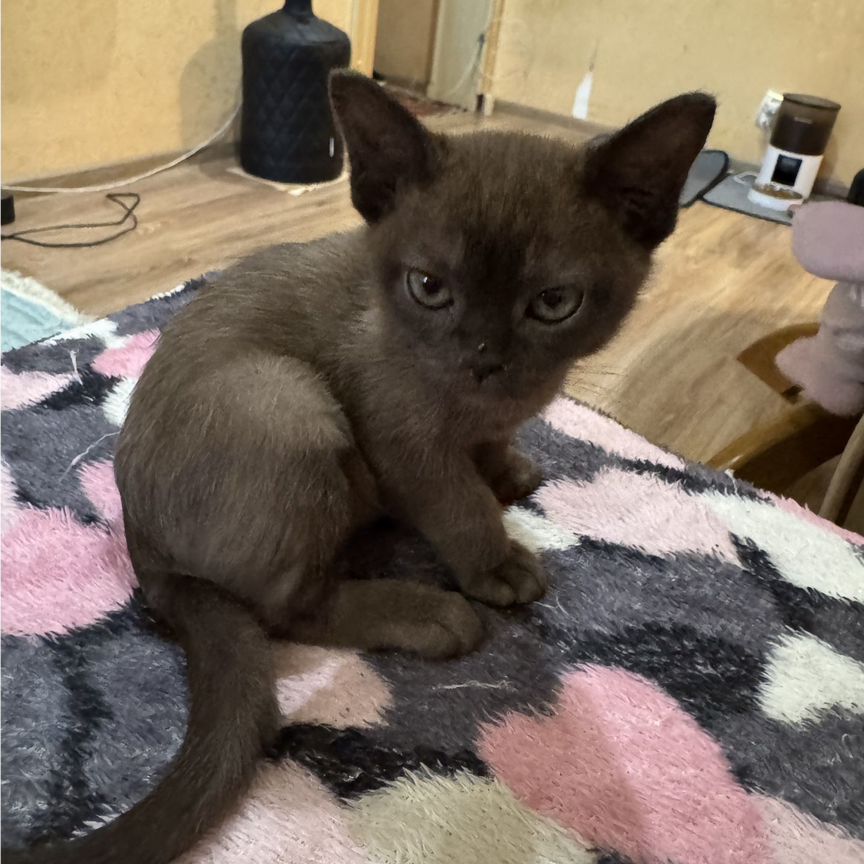 Европейский бурманский котёнок