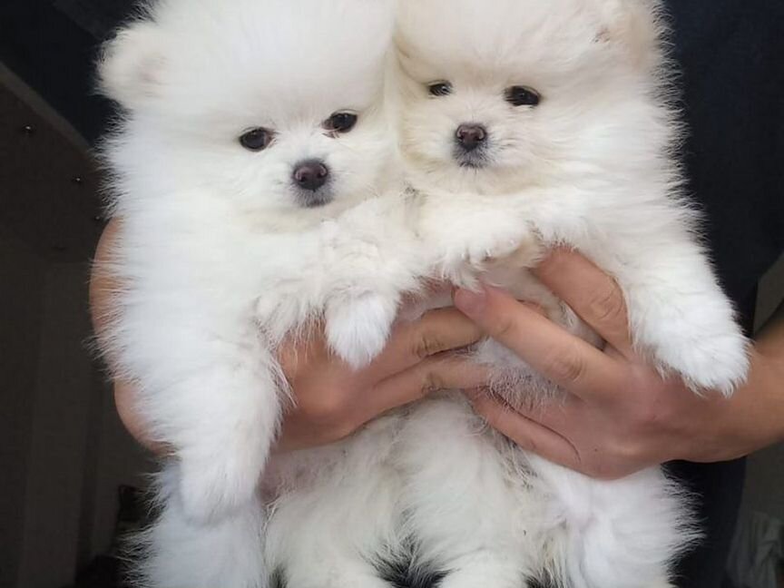 Щенки французского бульдога