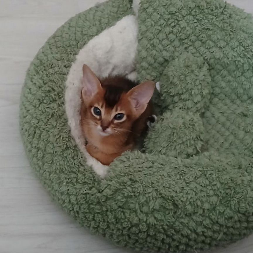 Абиссинский котёнок