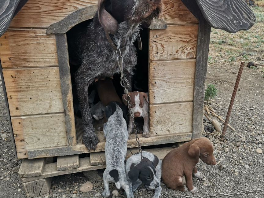 Помесь дратхаар
