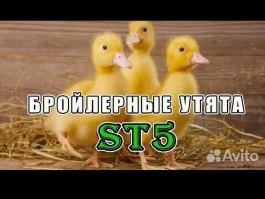 Броилерная утка ST-5