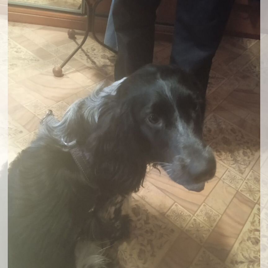 Кокер спаниель, взрослый пёс