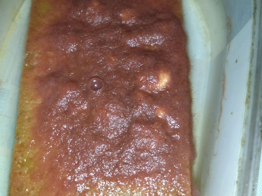 Аулофорус на губке