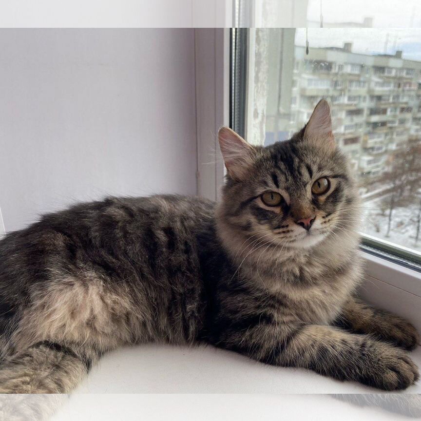 Ласковый котик (котенок) 6 месяцев в добрые руки
