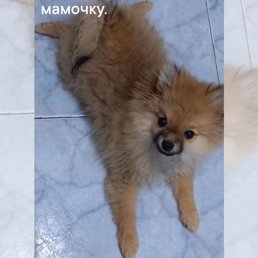 Немецкий шпиц, щенок