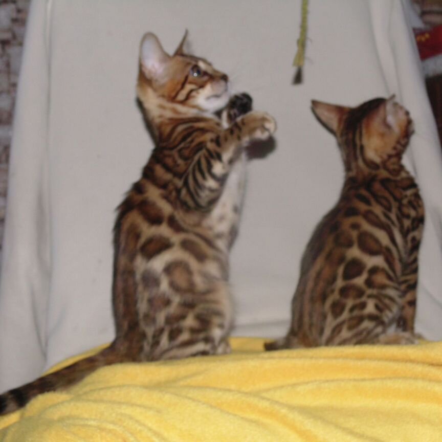 Бенгальская