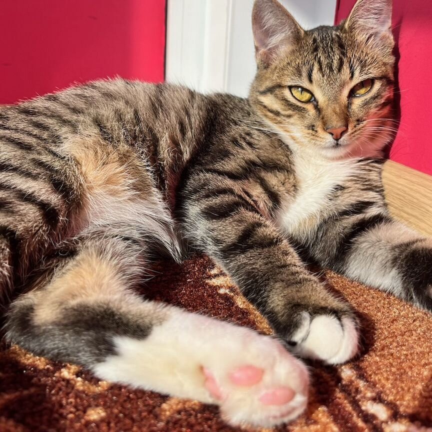 Взрослый кот в добрые руки