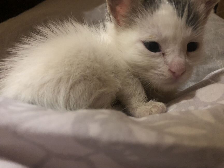 Котенок ищет дом в дар