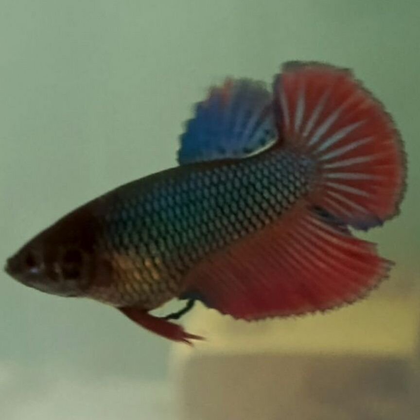 Аквариумные рыбки петушок