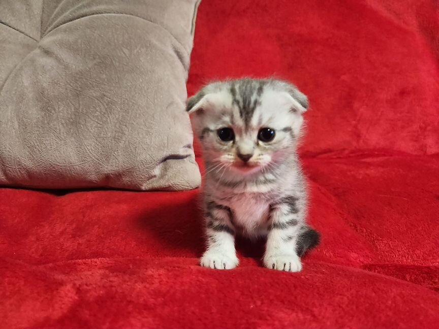 Шотландские котята