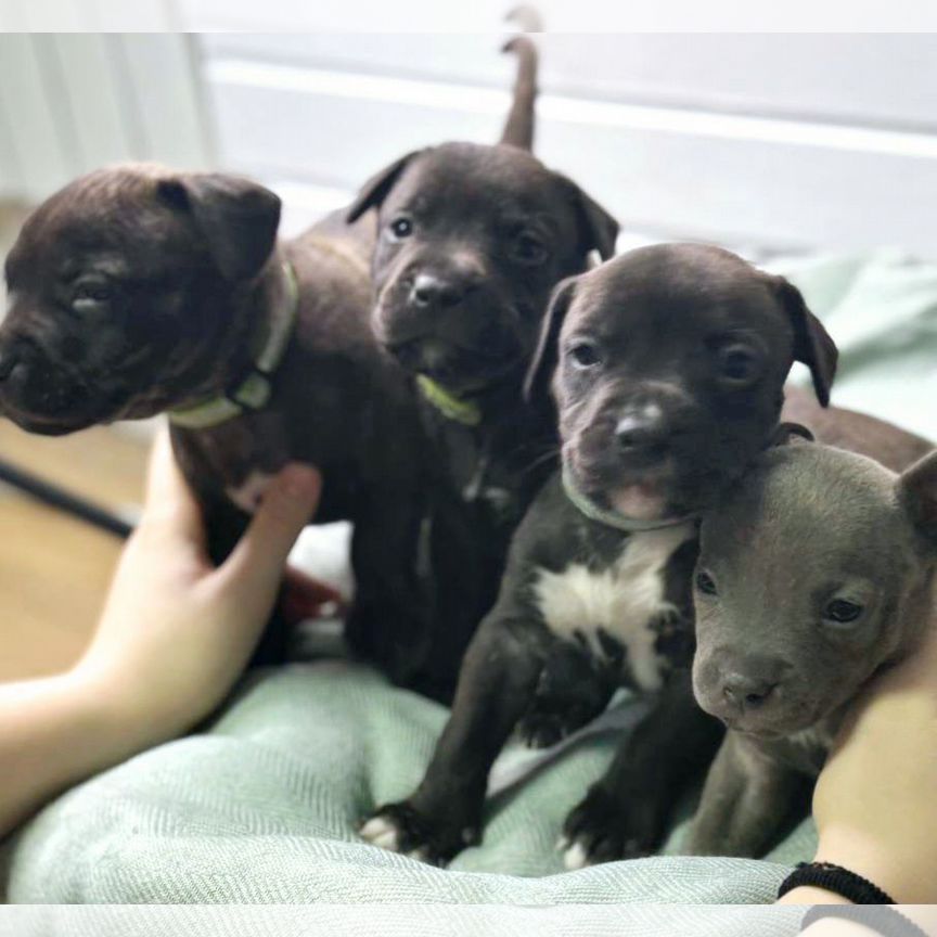 Американский стаффордширский терьер щенки