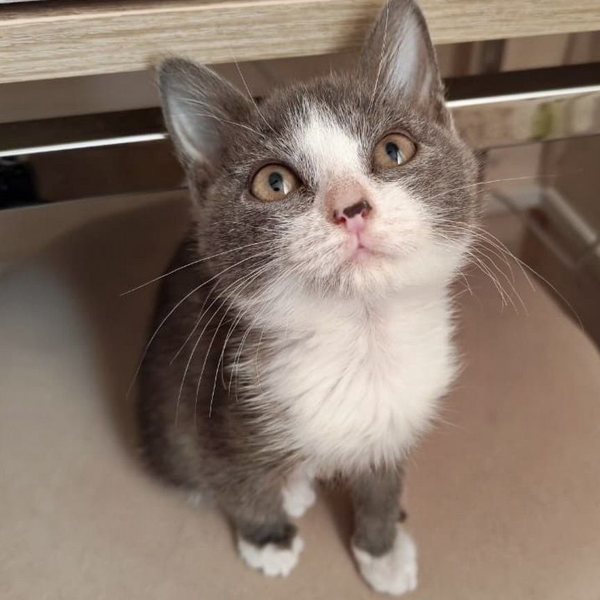 Котёнок в добрые руки