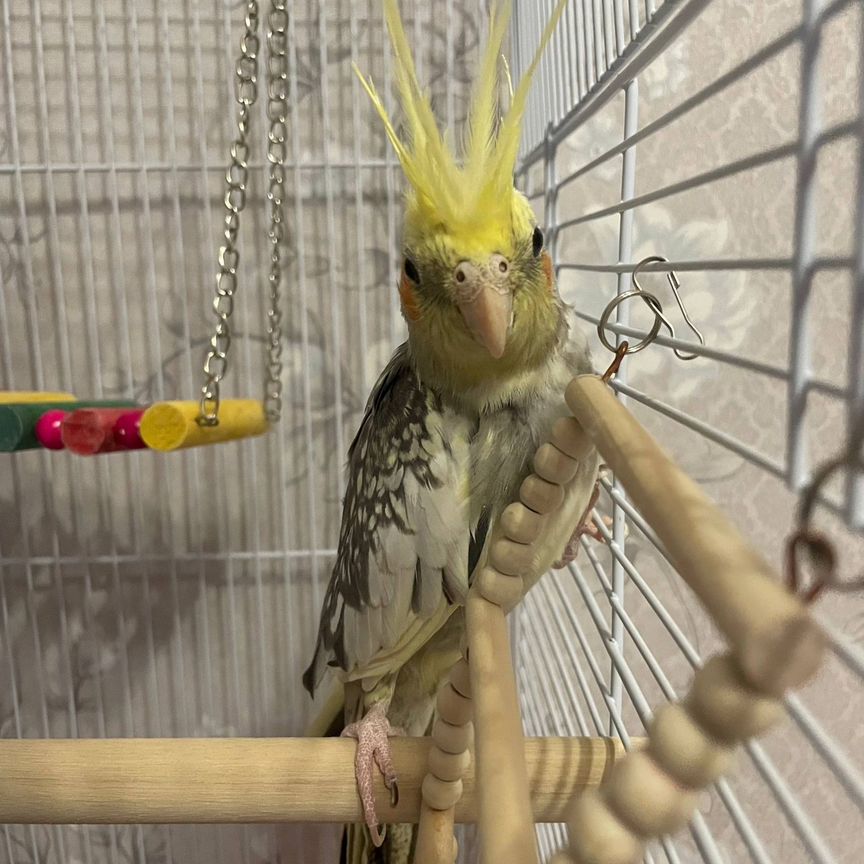 Попугай корелла