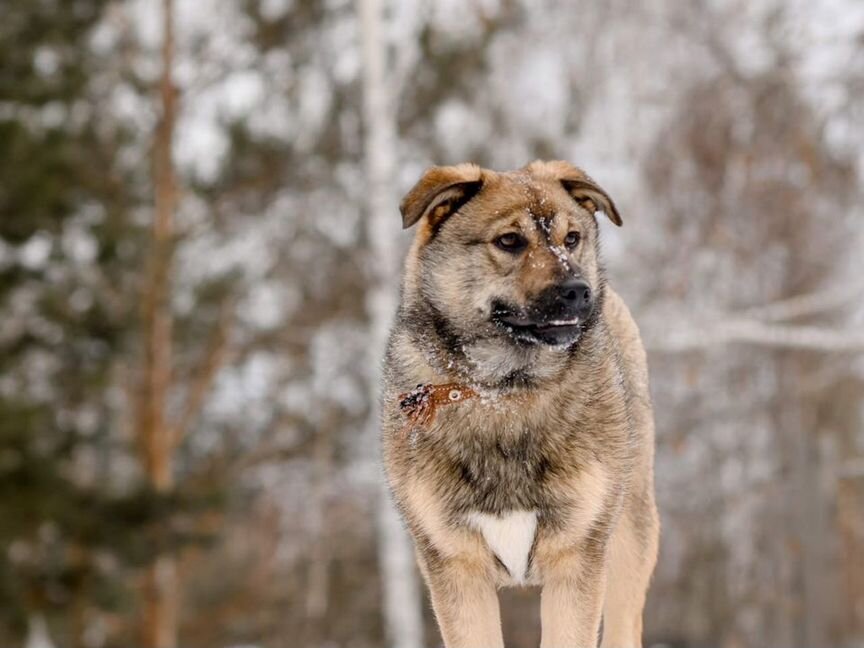 Отдам собаку в добрые руки