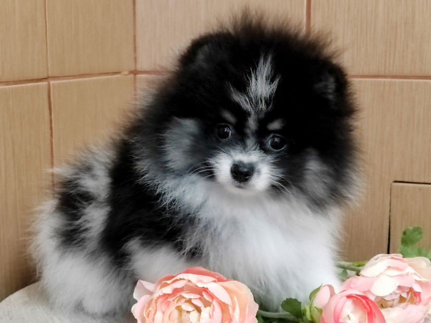 Девочки редких окрасов