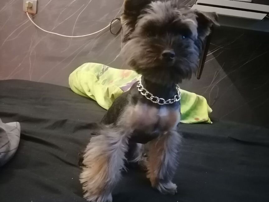 Йоркширский терьер