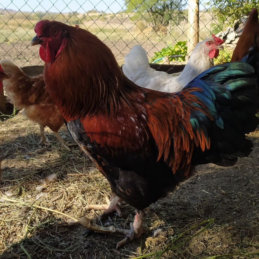 Петух на племя