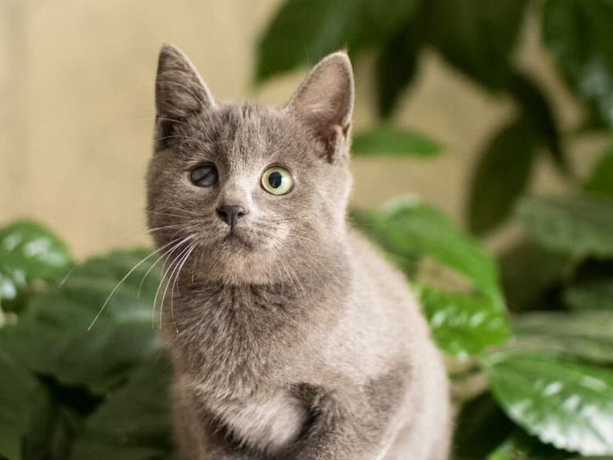 Котенок Поля ищет дом