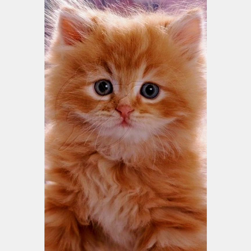 Сибирские котята