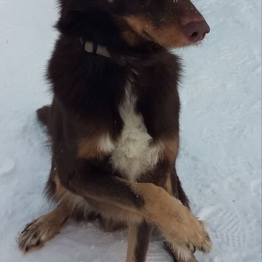 Отдам собаку в добрые руки