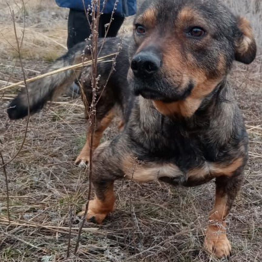 Взрослый пёс в добрые руки