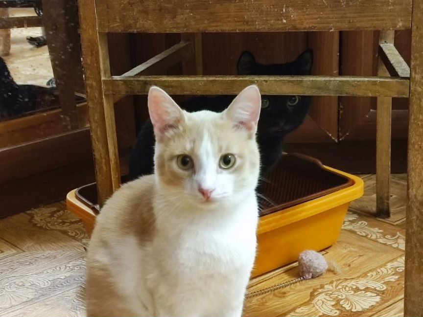 Котик Крошик из приюта