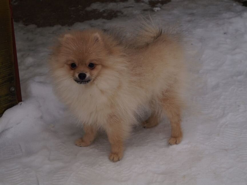 Подрощенный замечательный мальчик